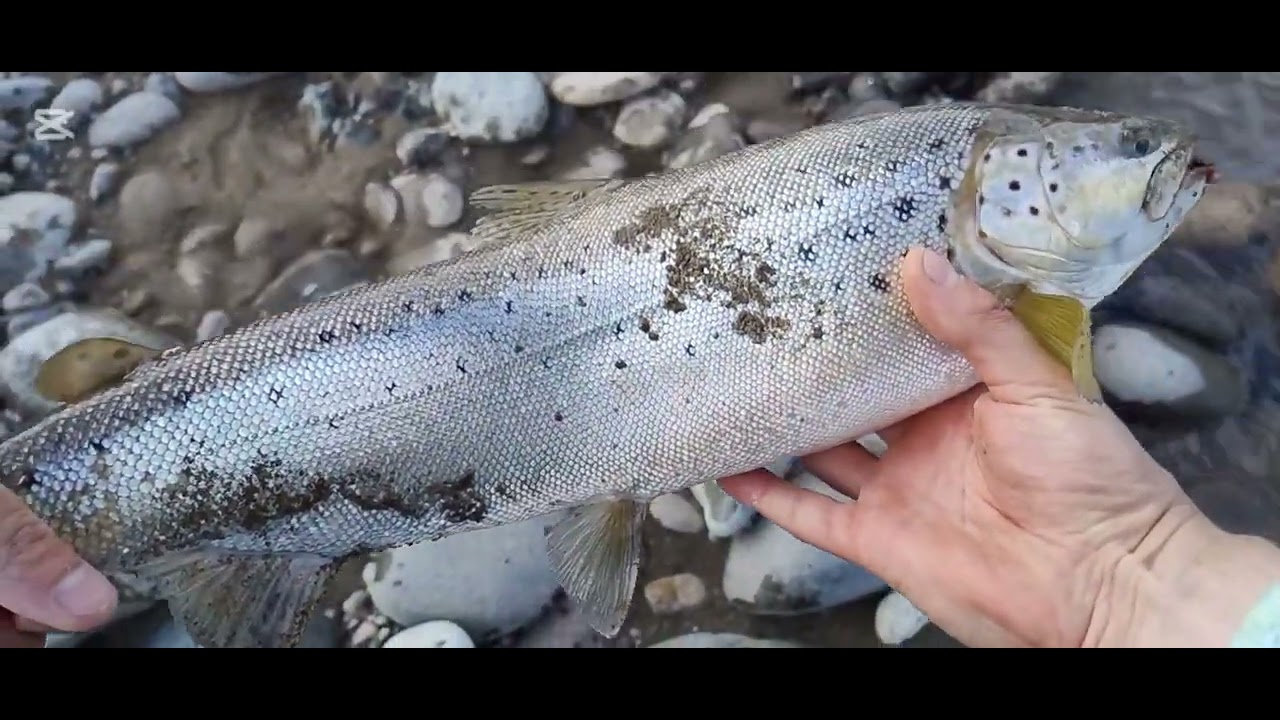 PESCAMOS TODAS LAS ESPECIES POSIBLES EL MISMO DIA. LOCURA 😵‍💫.#pesca # ...