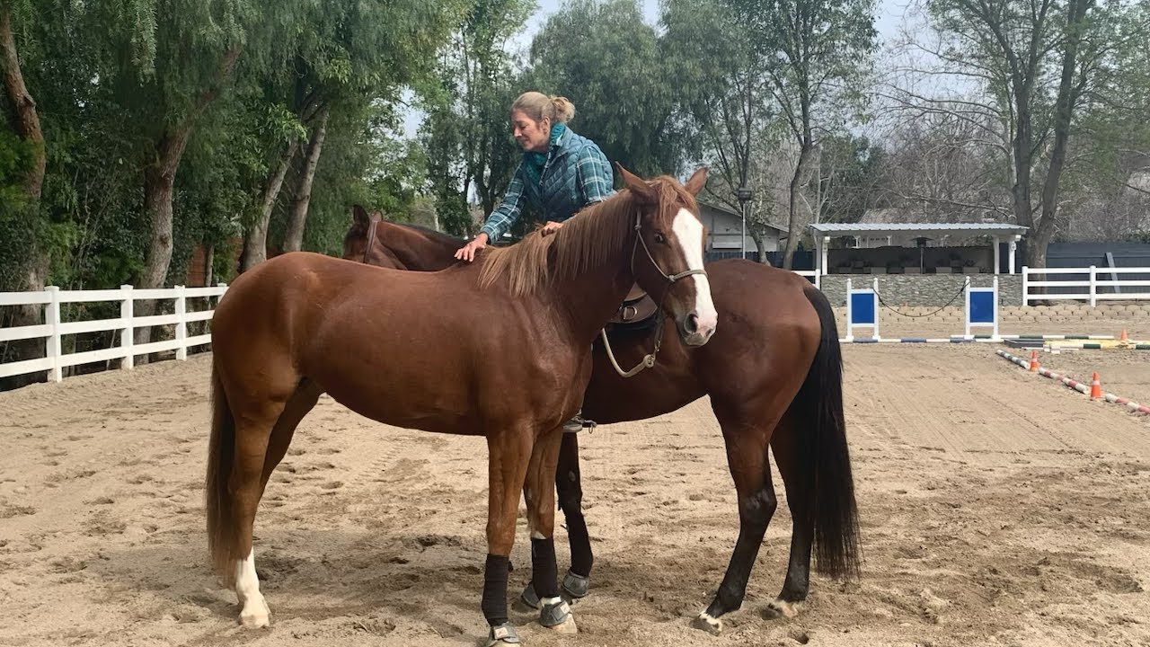 Silver Lining Horse Training - YouTube