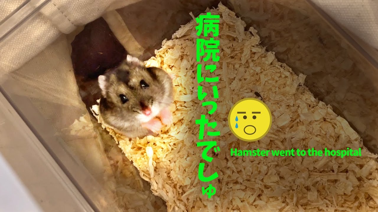 病院に連れていかれたでしゅ!! Hamster went to the hospital!! - YouTube