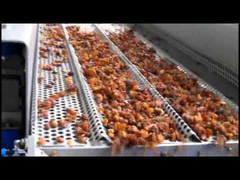 Raisins washing and separating process - YouTube