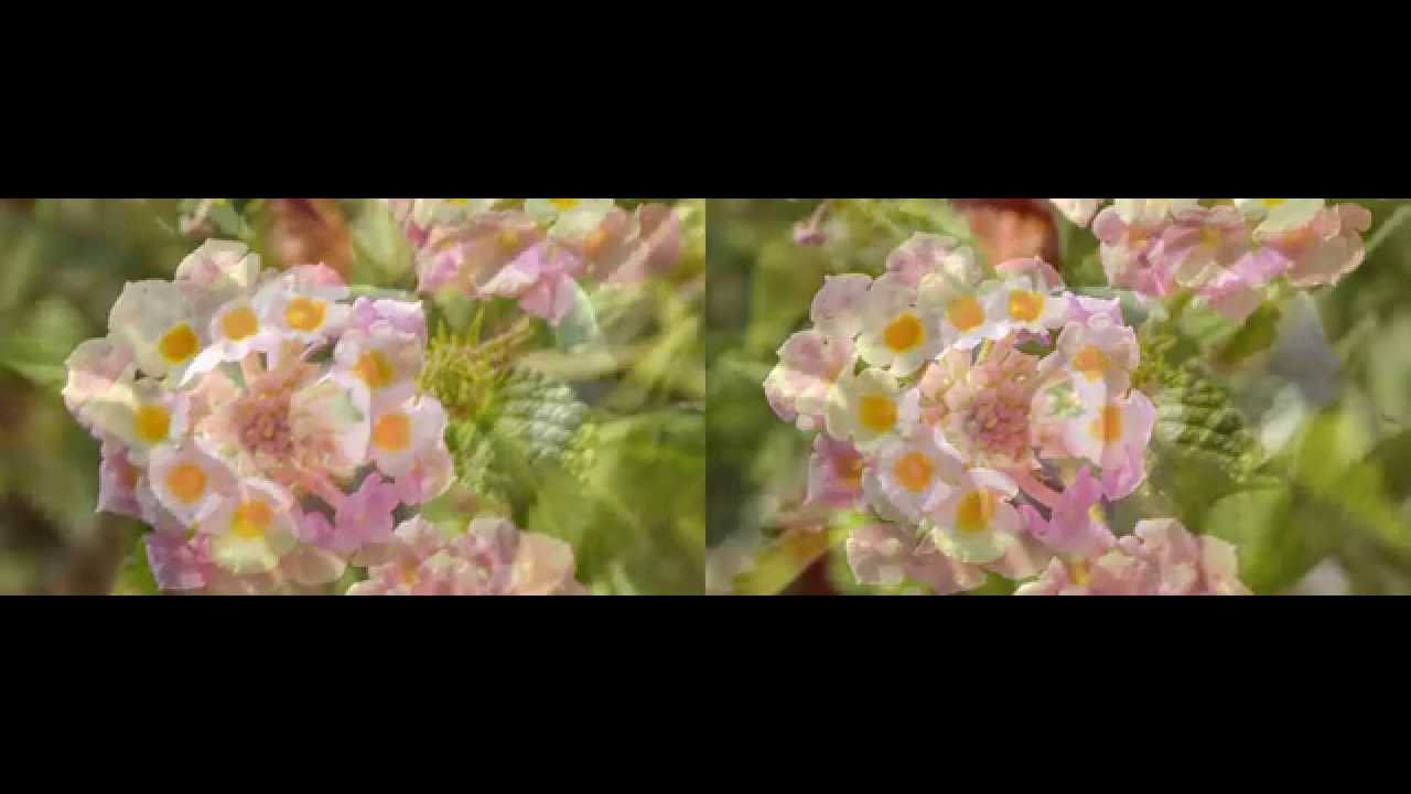 Stereoscopic 3D flowers close up ( YT3D ) - YouTube