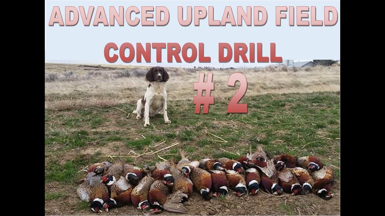 Advanced Upland Control Drill-Field Trial Springer Spaniels. White ...