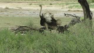 Cheetah Chasing Ostrich