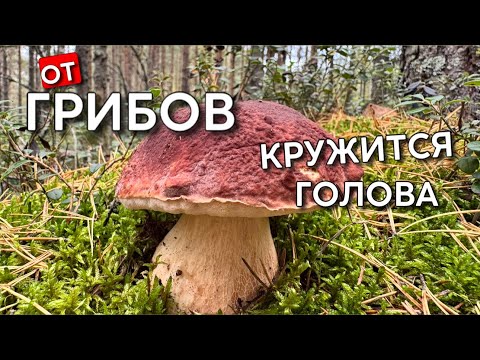 💥ОТ ТАКИХ БОРОВИКОВ ЭМОЦИИ ЗАШКАЛИВАЮТ! НЕ УСПЕВАЮ СОБИРАТЬ!Грибы 2025