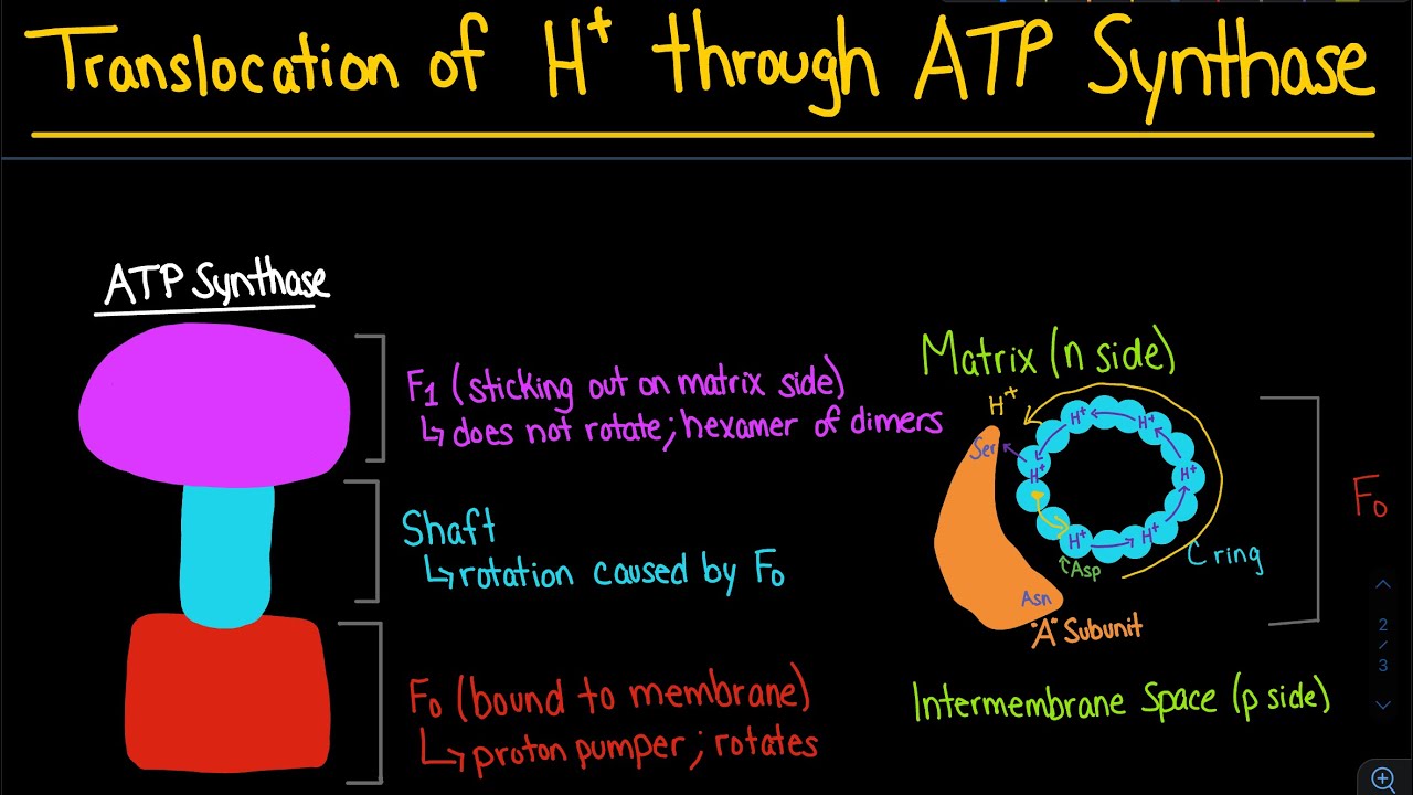 Translocation of H+ Through ATP Synthase | Biochemistry - YouTube