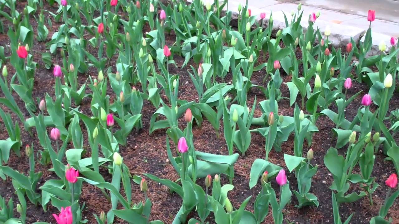 Tulip Sample - YouTube