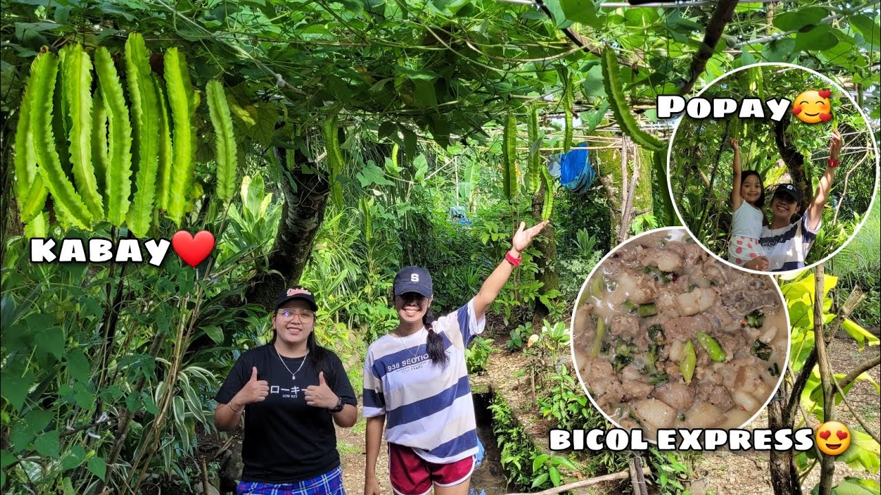 Namitas kami ng Kabay or Sigarilyas | Bicol Express with Kabay Recipe🌶 ...