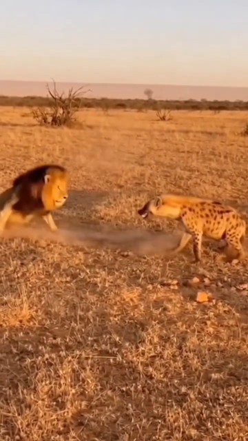 hyena scares lion😳 this is very rare - YouTube