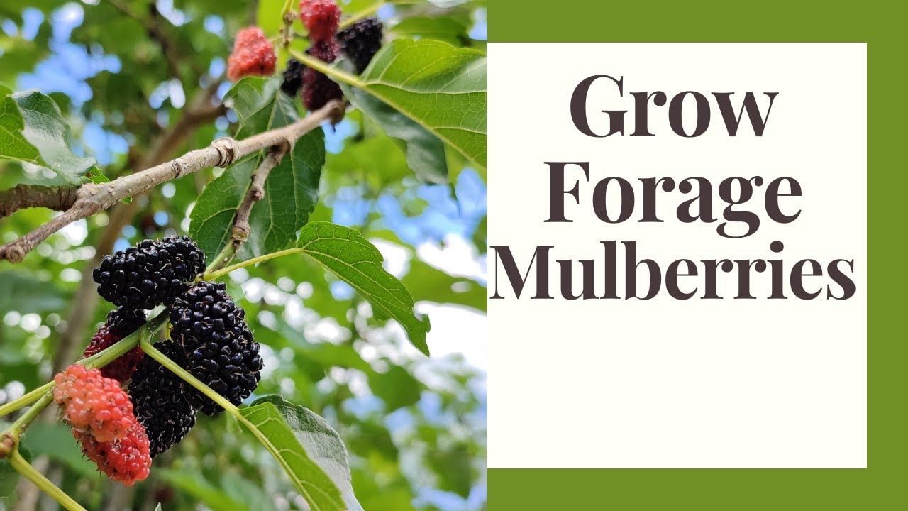 Mulberries: Great Fruits To Grow and Forage - YouTube