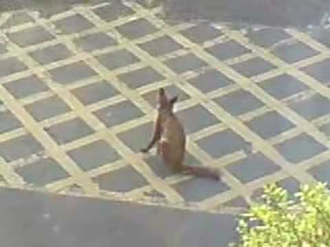 This fox has fleas - YouTube