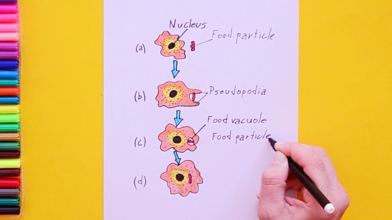 How to draw Nutrition in Amoeba - Labeled Science Diagrams - YouTube
