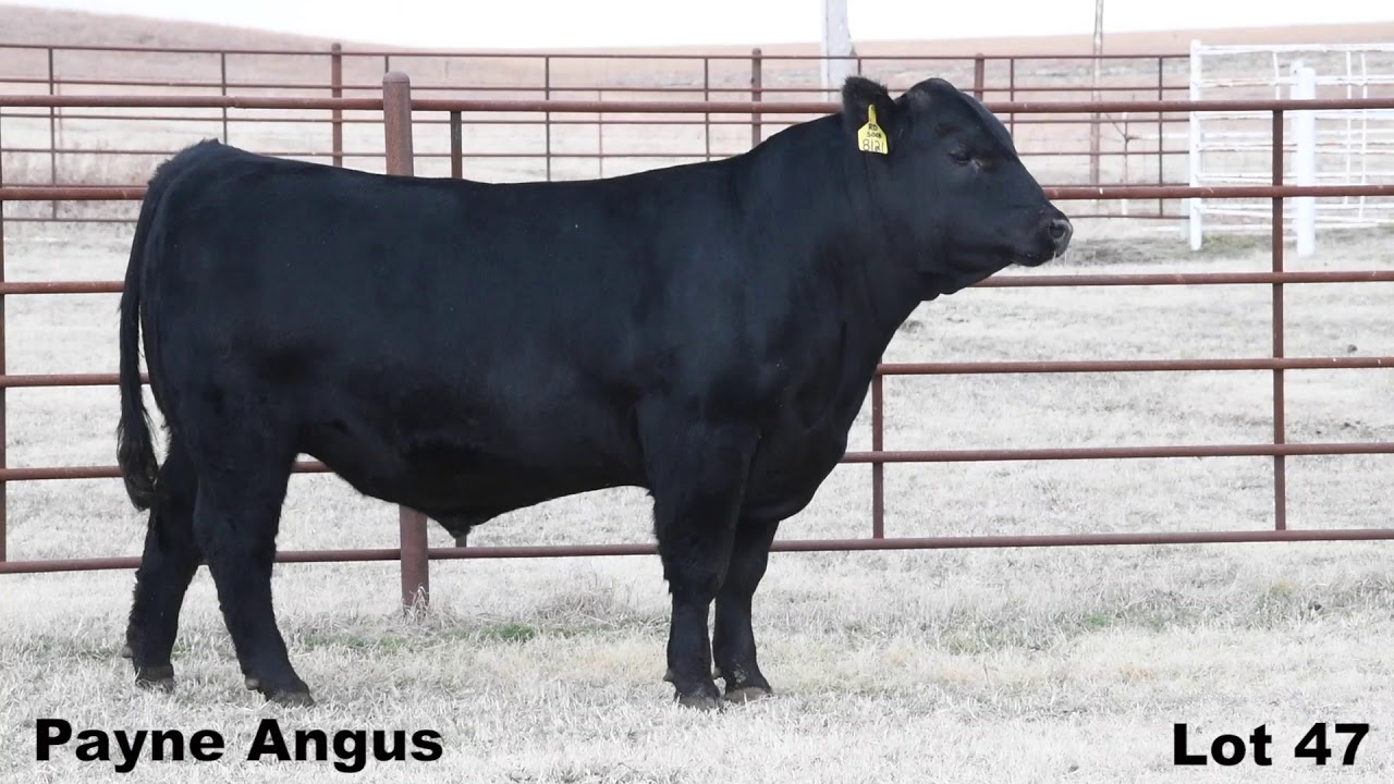 Payne Angus Lot 47 - YouTube
