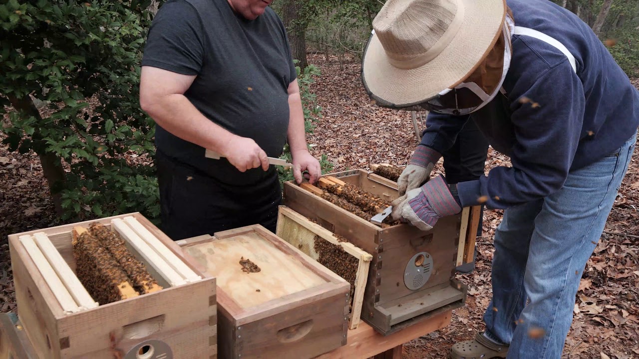 Making a split with honey bees to reducing swarming and make a new hive ...