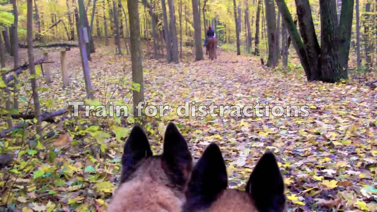 Dog Walk in the Woods - YouTube