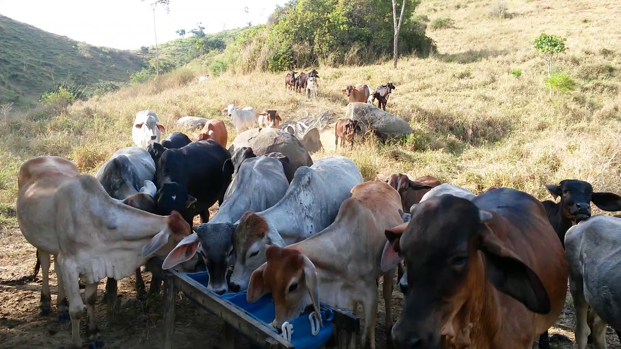 Chegando no cocho. - YouTube
