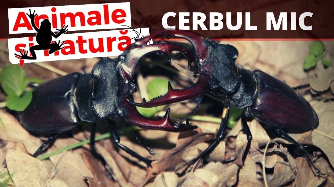 Radasca uriasa, cel mai mare gandac din Romania - YouTube