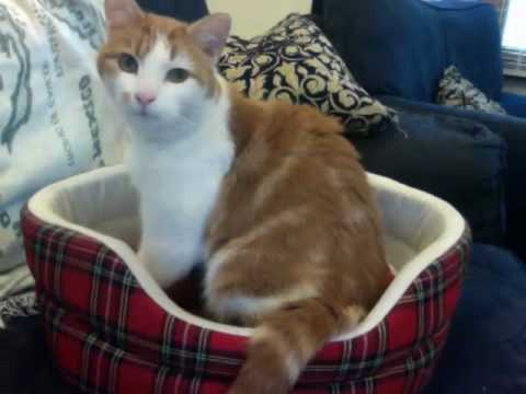 Jeff the cat - YouTube