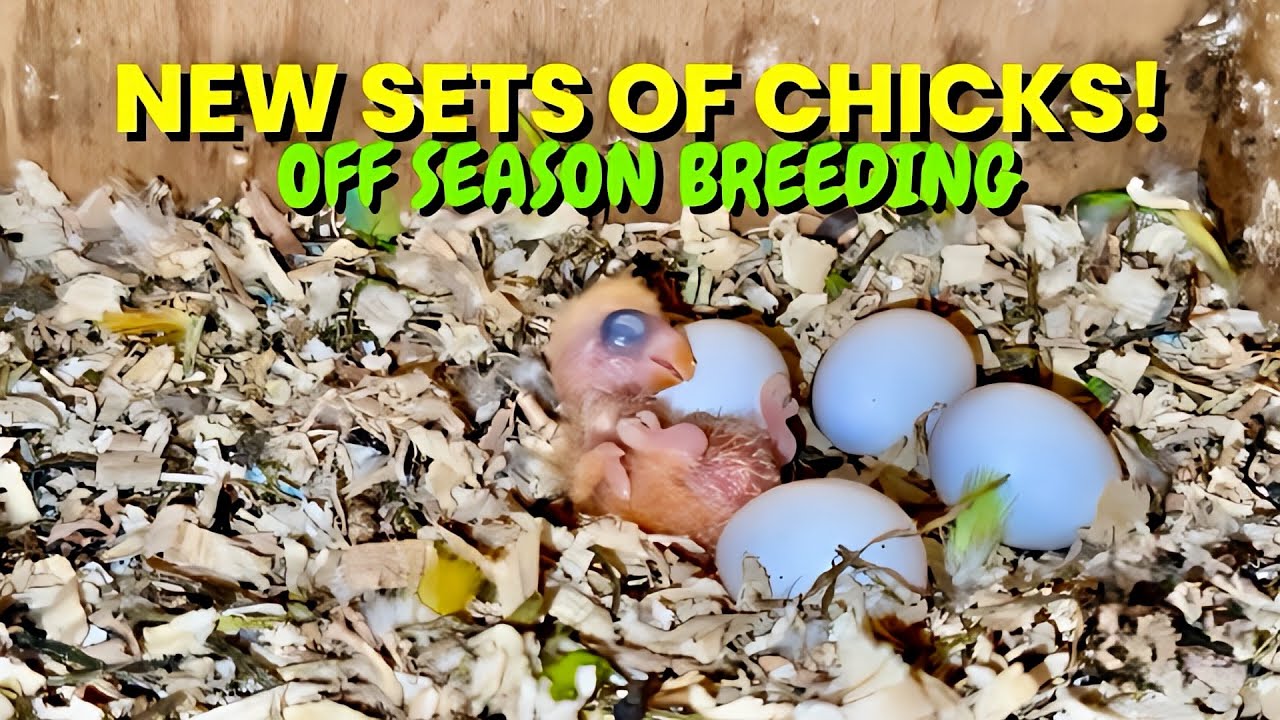 Hatching Eggs Green Cheeked Conure And Albs 🦜🦜🦜 Youtube 1302