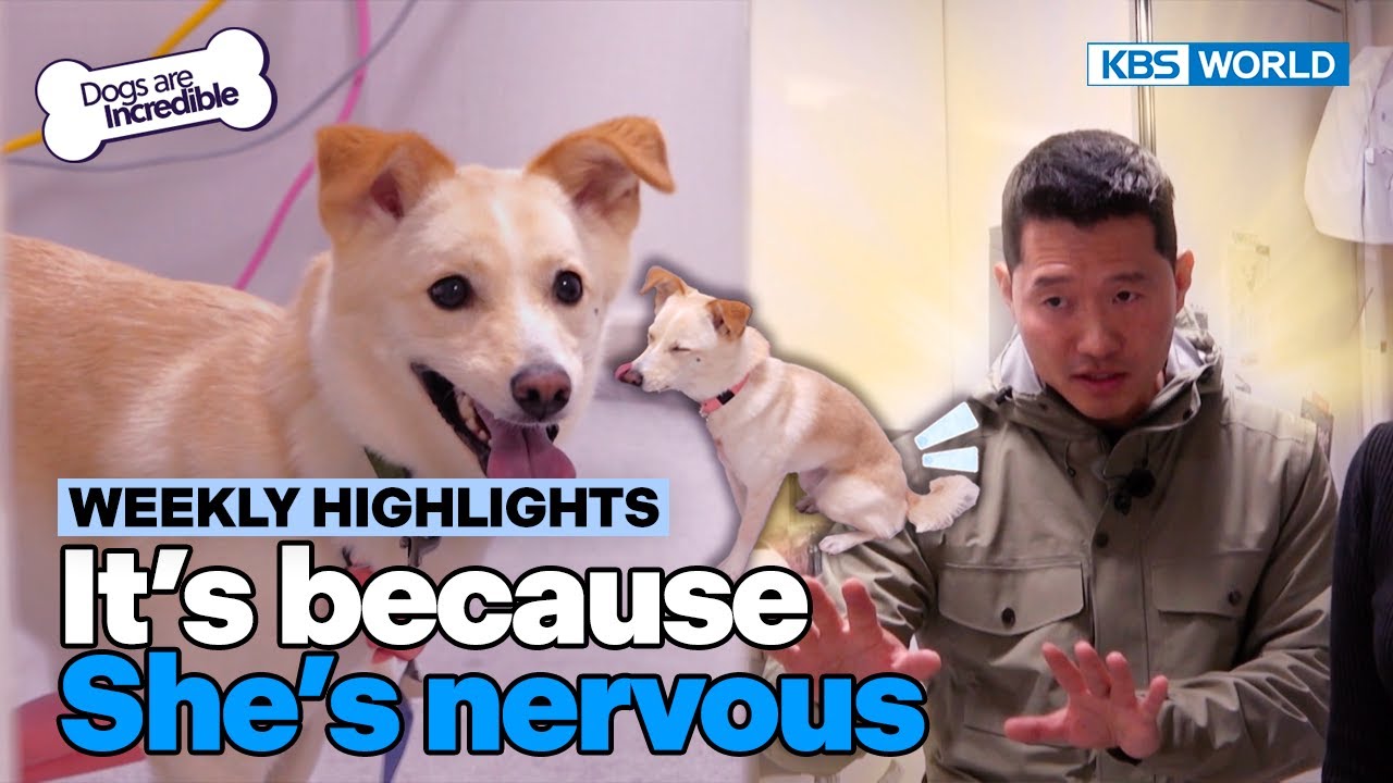[Weekly Highlights] Don't be nervous🥺 [Dogs Are Incredible] | KBS WORLD ...