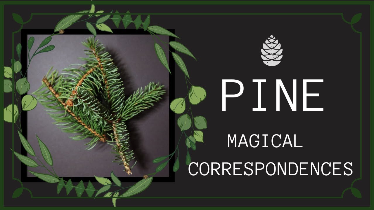 Pine Correspondences & Uses In Magical Practice | Pinus | Witchcraft ...