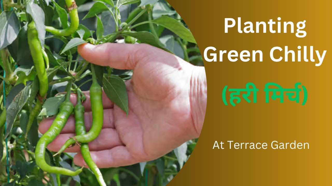 🌶️ How to Plant Chilly on Your Terrace Garden | Step-by-Step Tutorial 🌱 ...