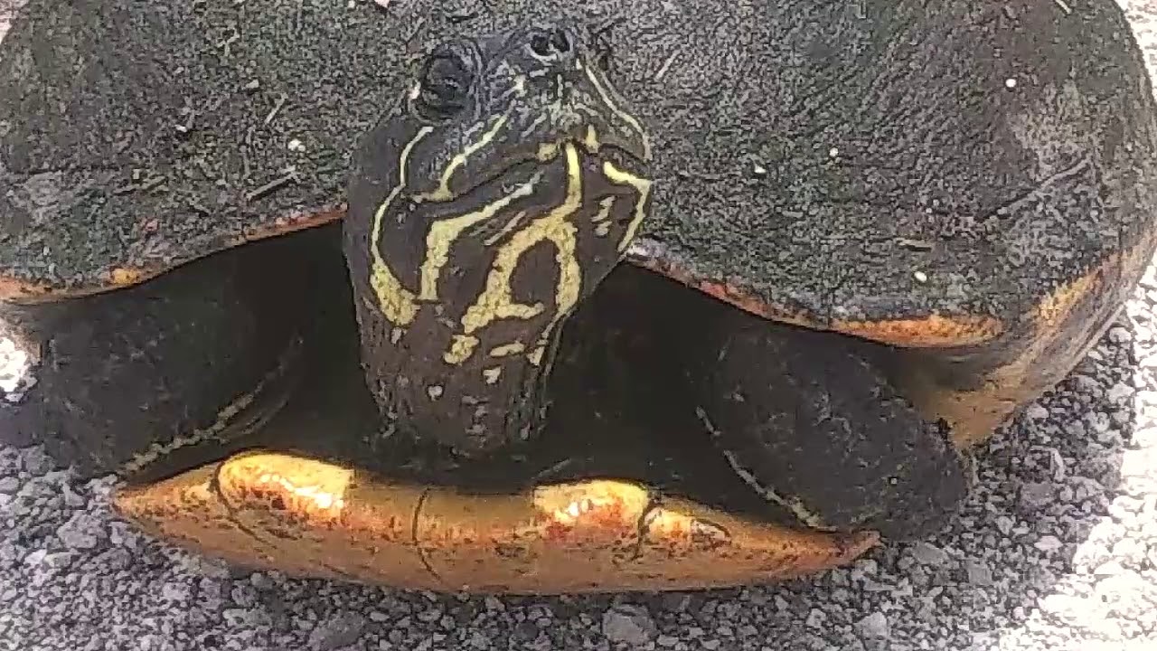 South Florida Painted Turtle - YouTube