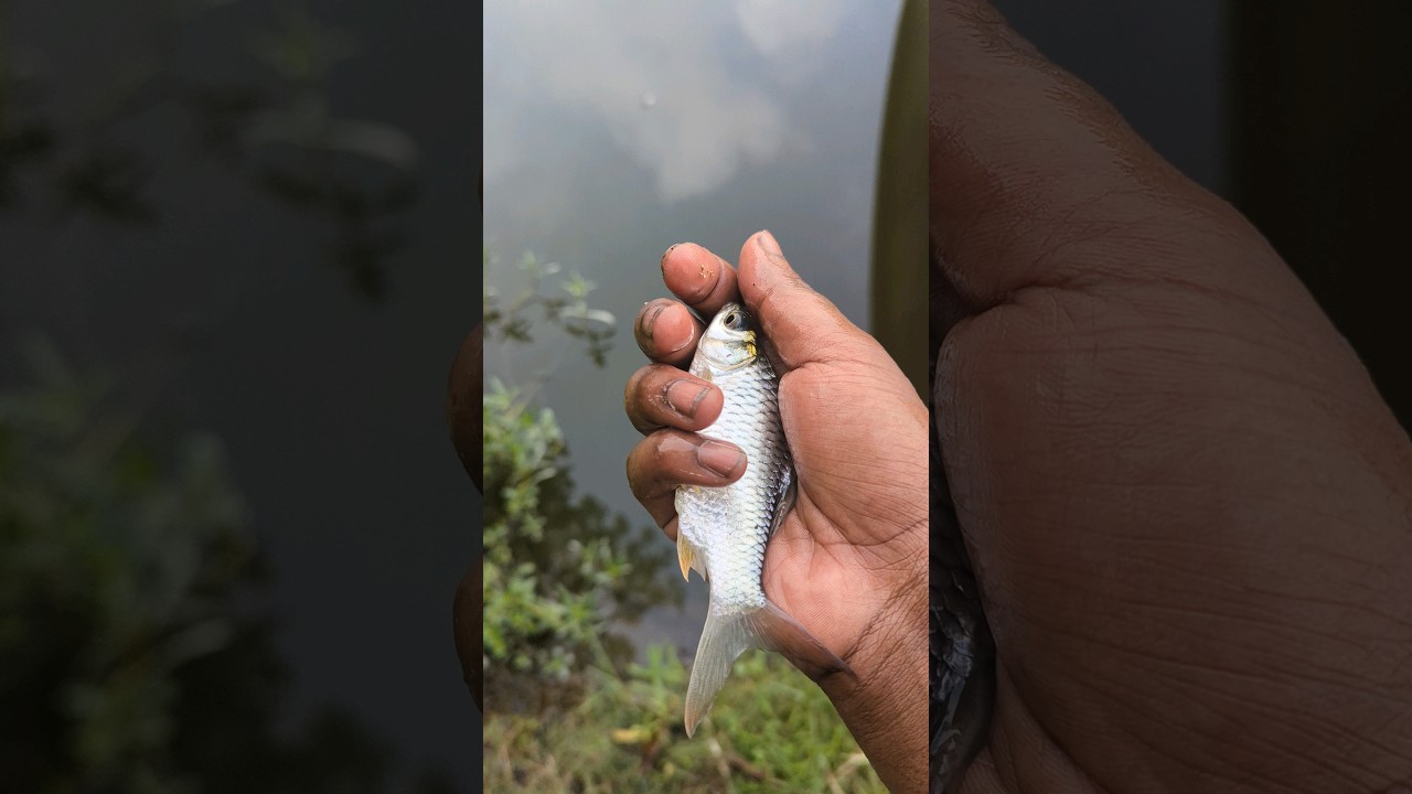 (puthi Fish) 🐠 Amazing Fish 💯 #fish #shorts #tiktok - YouTube