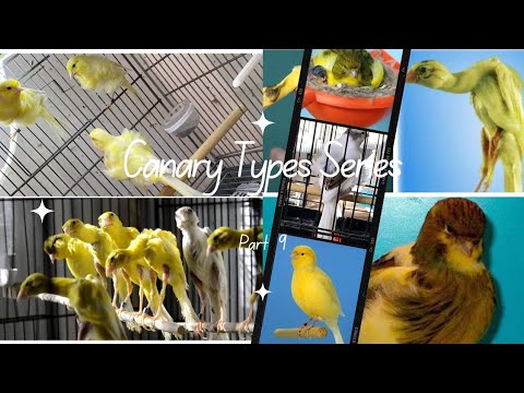 Exploring Unique Canary Breeds | Border Fancy, North Frilled, Gibber ...