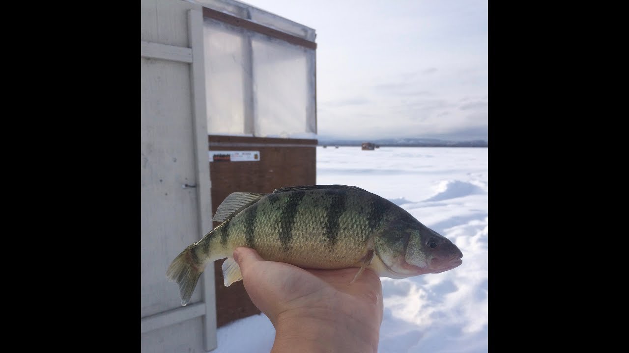 Ice Fishing For Yellow Perch | Black Bay, Lake Superior | ReelFishing ...