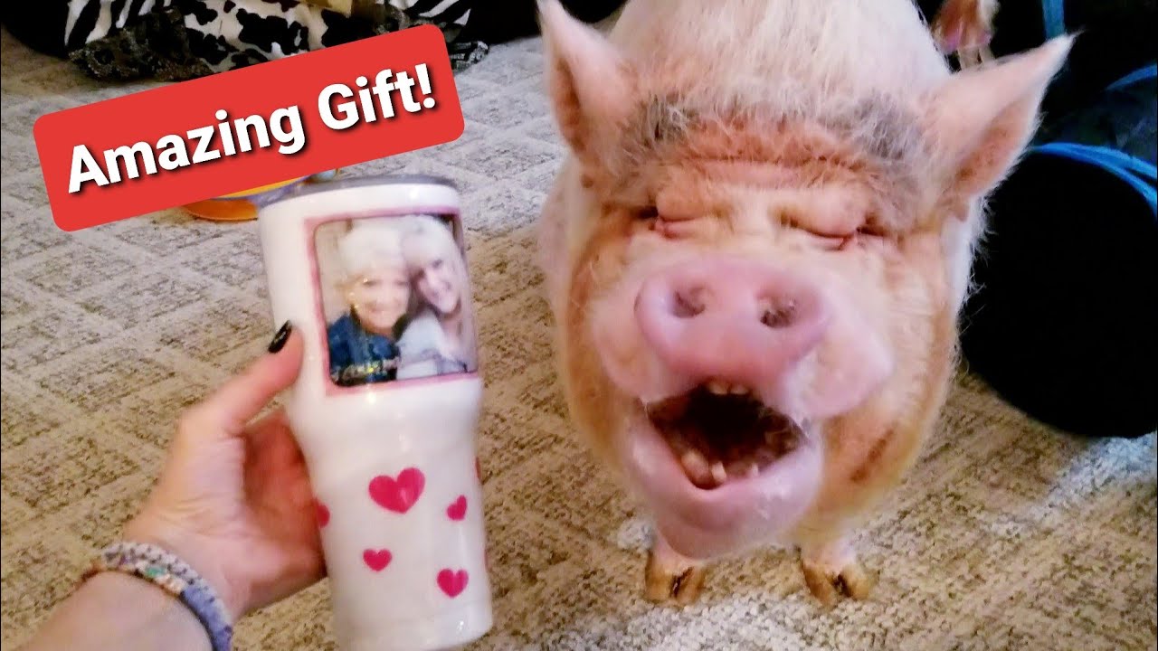 FANTASTIC Holiday Gift Idea With Mini Pig Sammy | Thank You Brenda ...