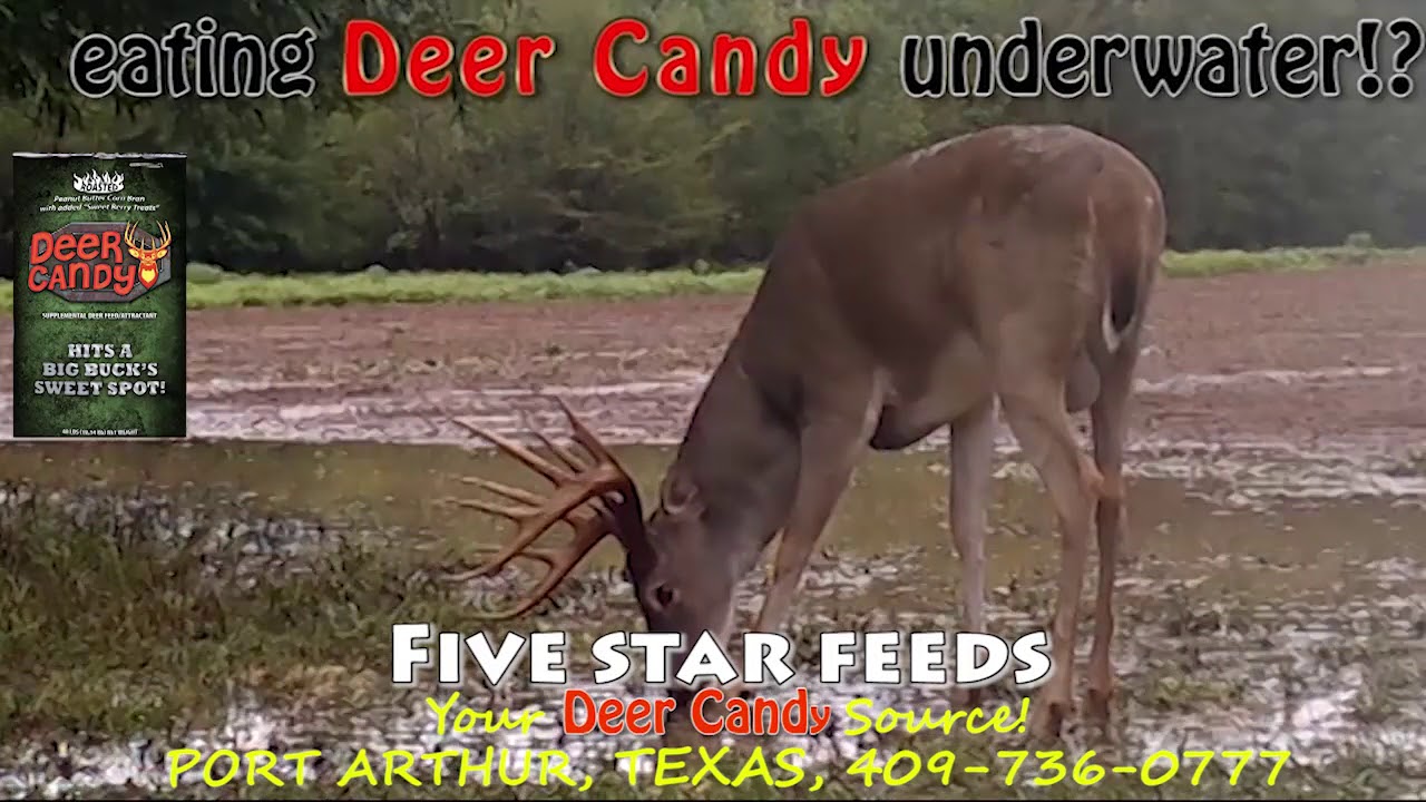 FIVE STAR FEEDS DEER CANDY PROMO - YouTube