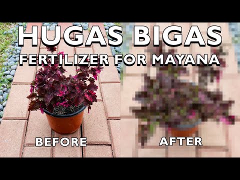 How to Use Hugas Bigas on Mayana Plant | Effective Fertilizer? | Mayana ...