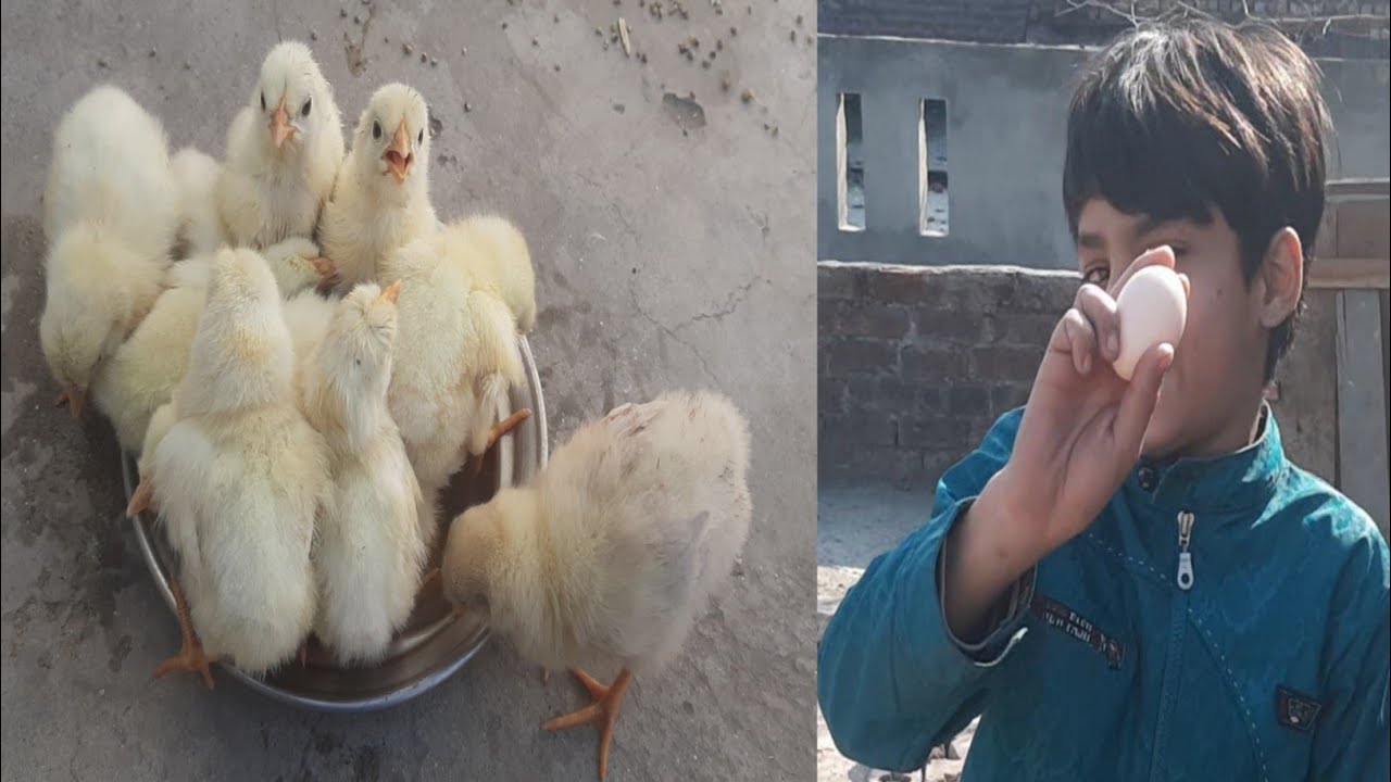 Farmin chicks chicken🐤Murgi se jaldi ande k tarik|How make home for hen ...