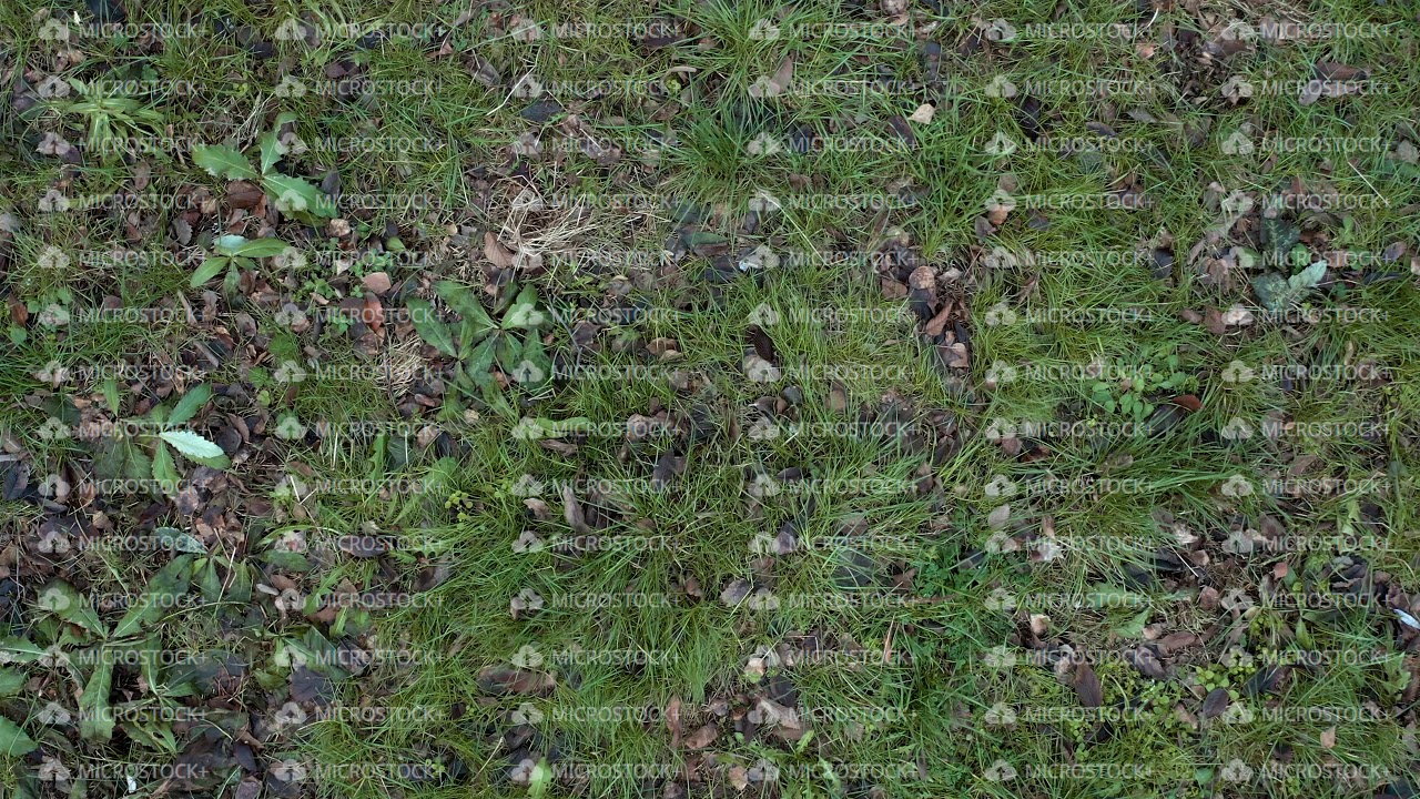 Fresh green grass shot from top view. 4K - YouTube