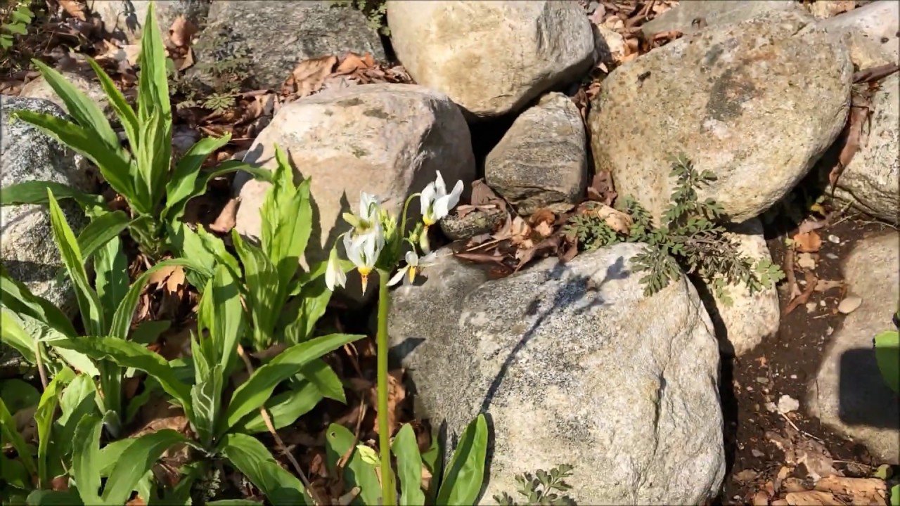 Shooting Star, an amazing Early Spring Wildflower - YouTube