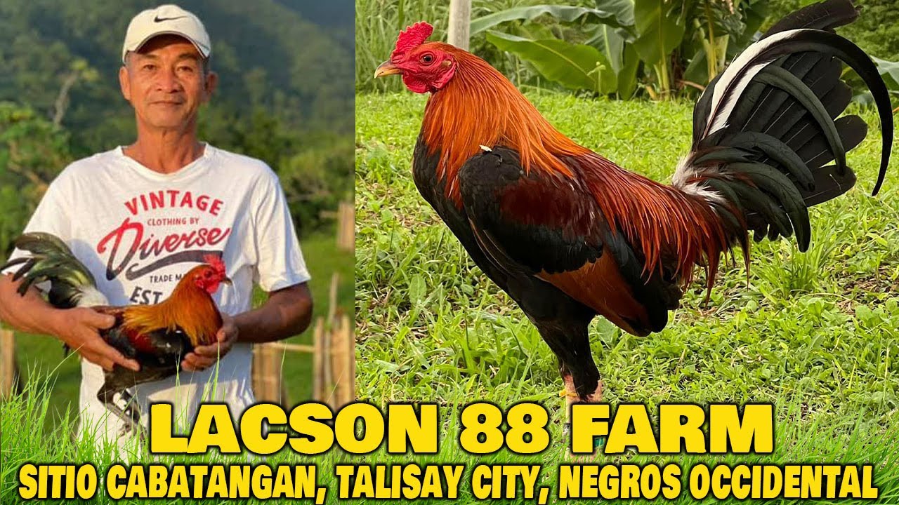 TALISAY !! Big Farm in The Philippines Lacson88 Farm - YouTube