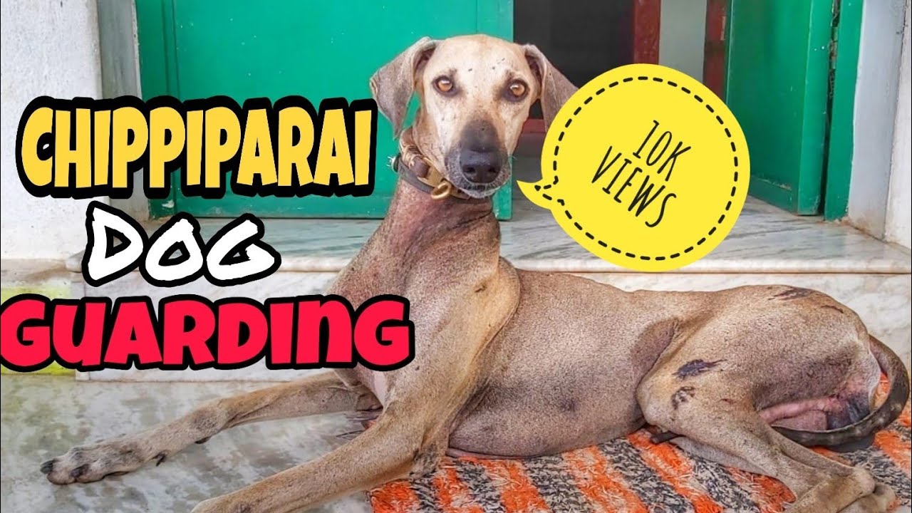 Dog gaurding home latest youtube video | Indian hounds | Best guard ...