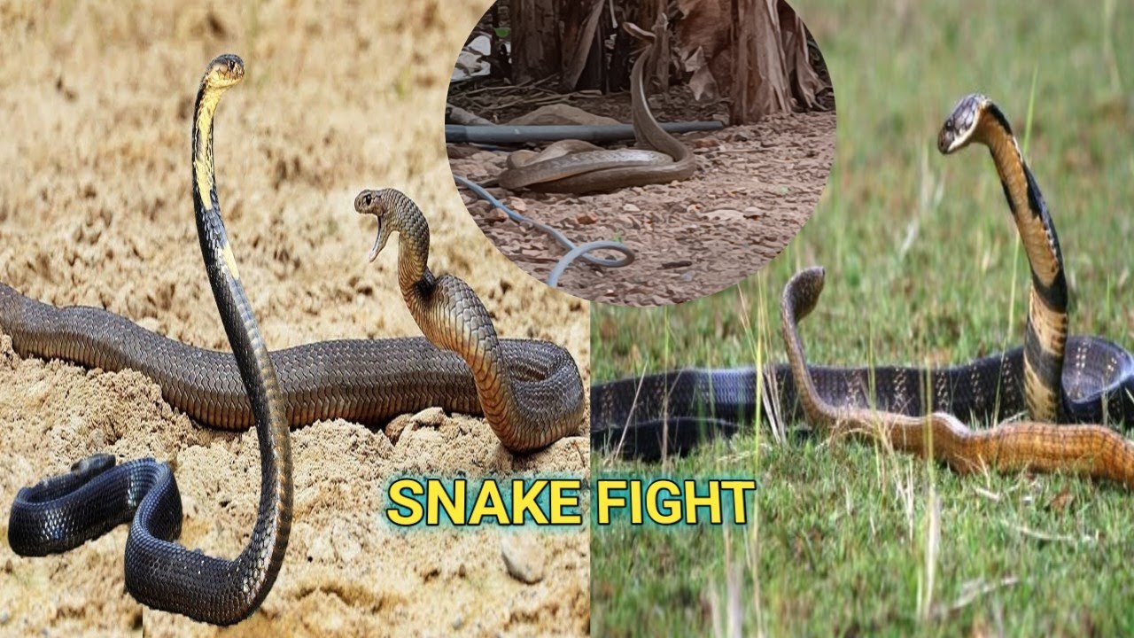 "Ultimate Cobra Snake Fight: பாம்பு சண்டை |#fight #snakefight #cobra # ...