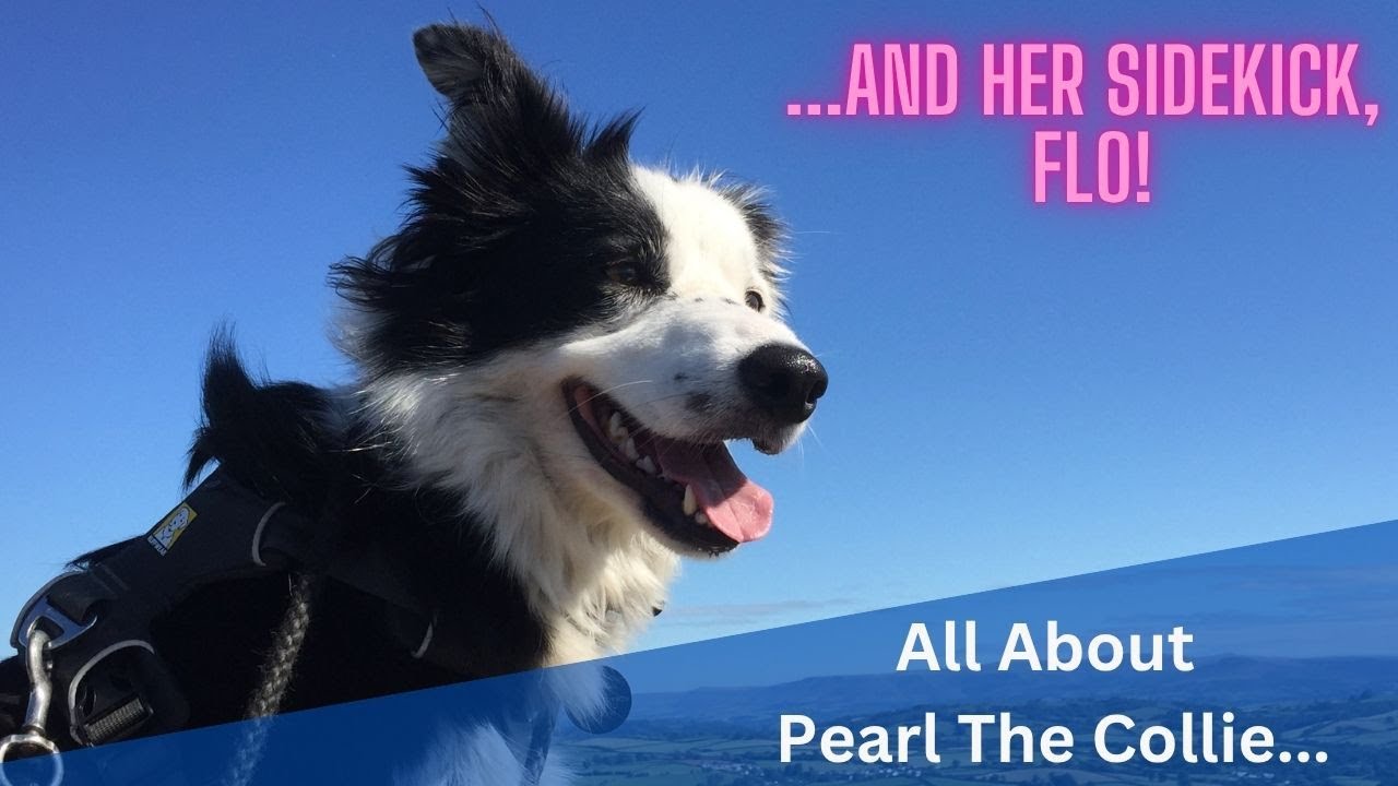 Pearl The Collie - About Pearl The Collie and her sidekick, Flo - YouTube