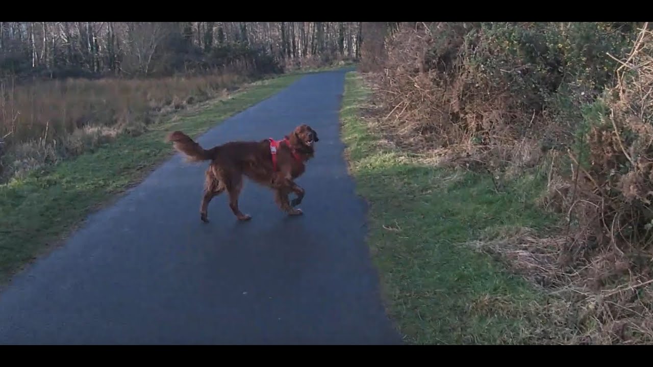 Pepper walking and fetching sticks from the Dodder - YouTube