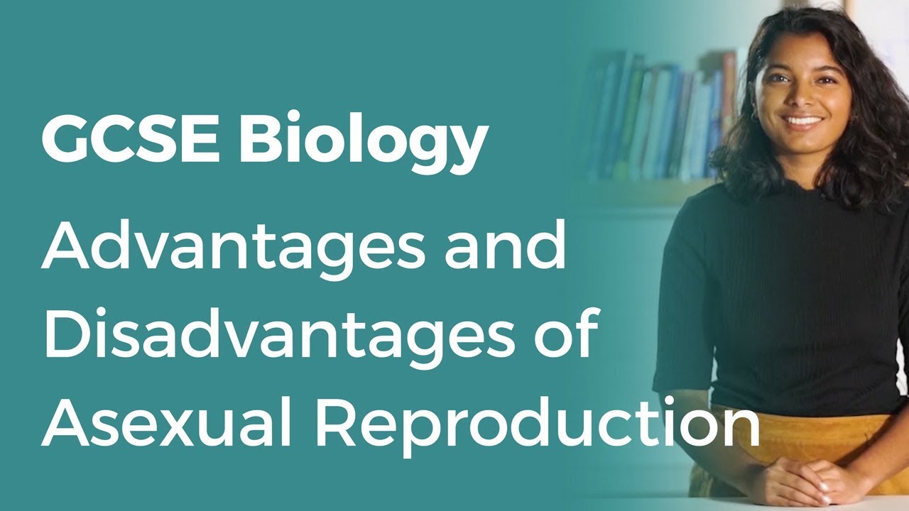 Advantages And Disadvantages Of Asexual Reproduction 9 1 Gcse Biology