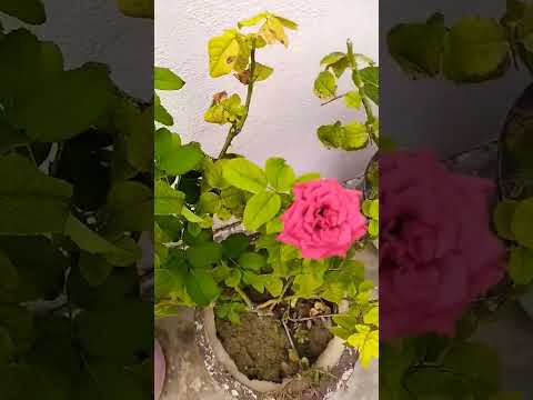 Rose ka plant 🌹🌹#short #subscribe - YouTube