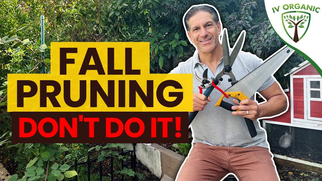 Why NOT To (MAJOR) Prune In The FALL | Several General Pruning Tips ...