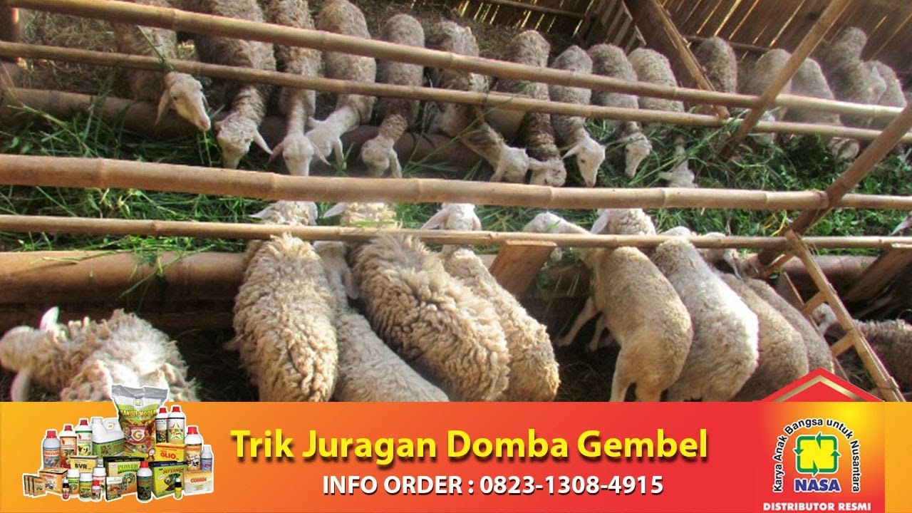 Trik Juragan Suharjo Bantul penggemukan DOMBA Gembel secara Cepat - YouTube