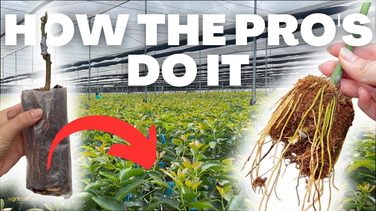 How This Nursery Grows 100's of 1000's Of Avocado Trees For Farmers ...
