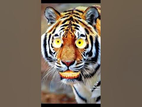 #Тигр. скоро #новыйгод!!! #Прикол. - YouTube