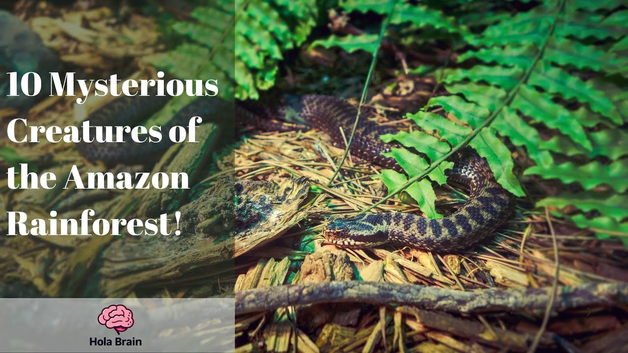 10 Mysterious Creatures of the Amazon Rainforest! - YouTube