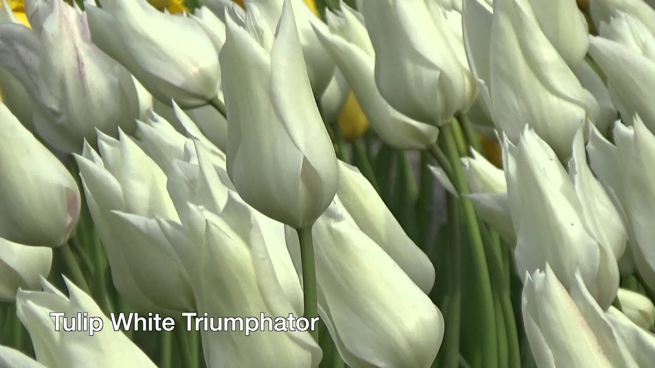 Tulip White Triumphator - Tulip Bulbs from Holland - YouTube
