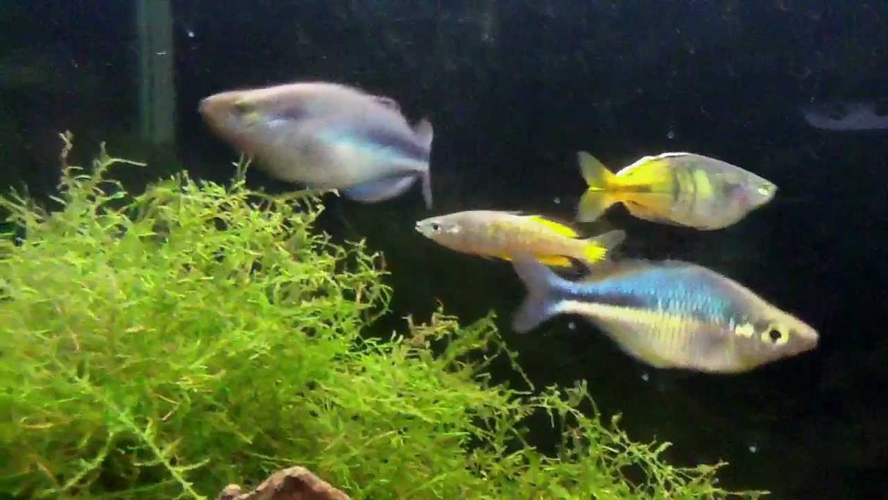 Parkinsoni Rainbowfish - Melanotaenia Parkinsoni - YouTube
