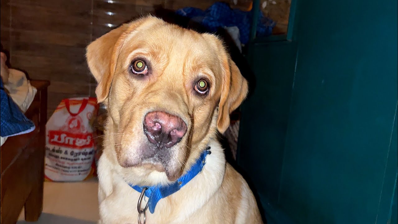 Labrador puppy detects outside when he hears the baby crying 😿 | Little ...